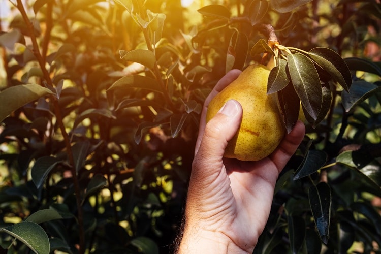 Le Proprietà della Pera | Scopri con Vallé perché la Pera fa bene!